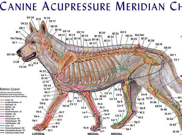 Canine Meridian Acupuncture Chart BC-130 – Helio usa